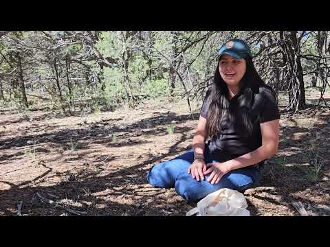 Piñon Season: Coming together to protect a culturally significant ...